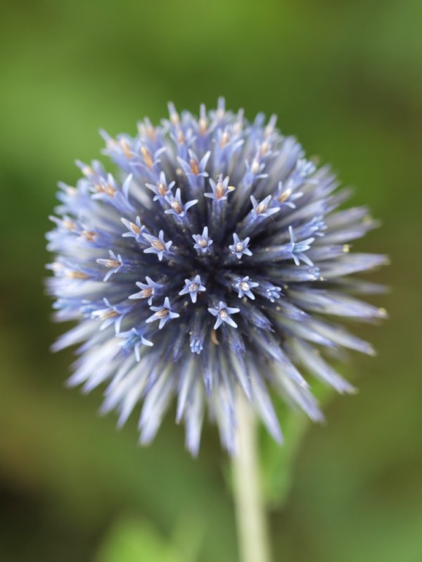Marjon's fotoblog: tuintje, slakjes en kolibrievlinder
